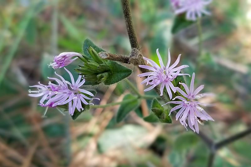 Elephantopus tomentosus (Elephant's Foot), Washington Parish ...