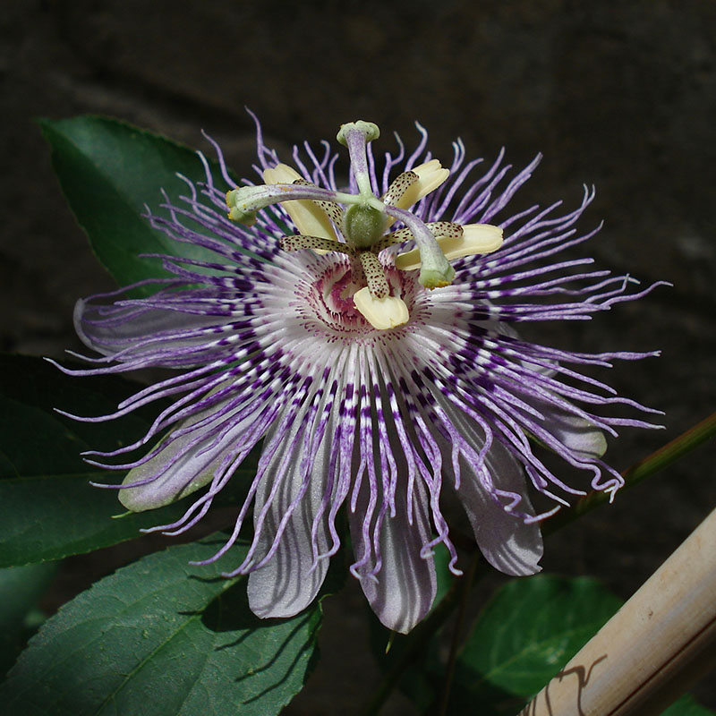 Passiflora incarnata (Maypop) | Chickadee Natives