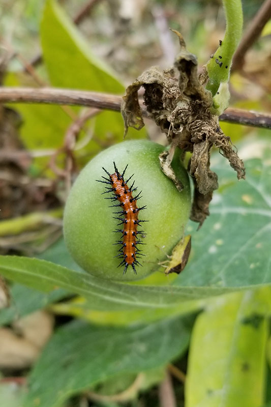 Passiflora incarnata (Maypop) | Chickadee Natives