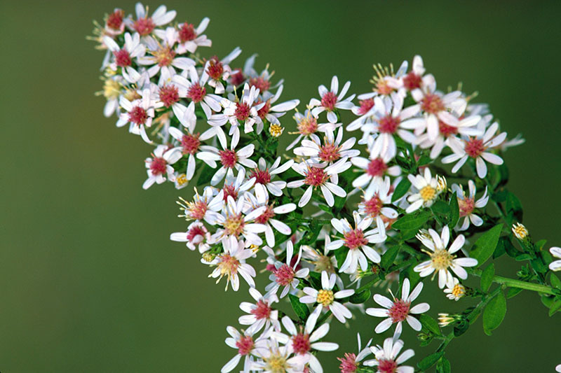 Symphyotrichum lateriflorum (Calico Aster) | Chickadee Natives