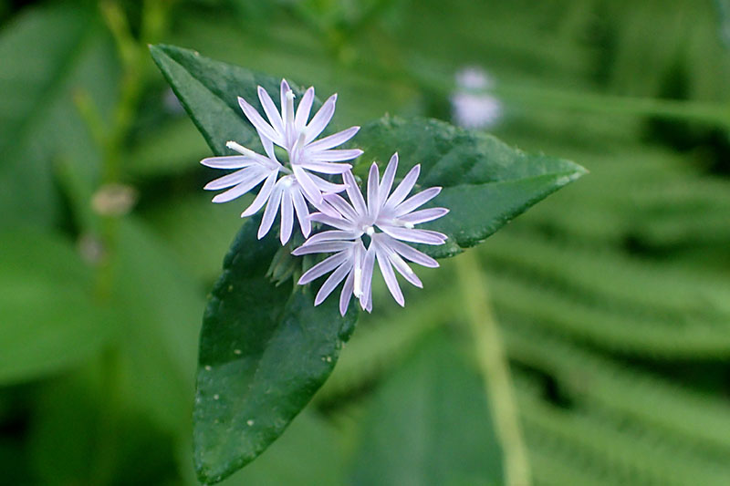 Elephantopus carolinianus (Carolina Elephant's Foot) | Chickadee Natives