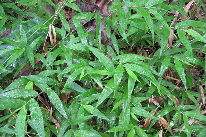 Oplismenus setarius (Basketgrass), Orleans Parish | Chickadee Natives
