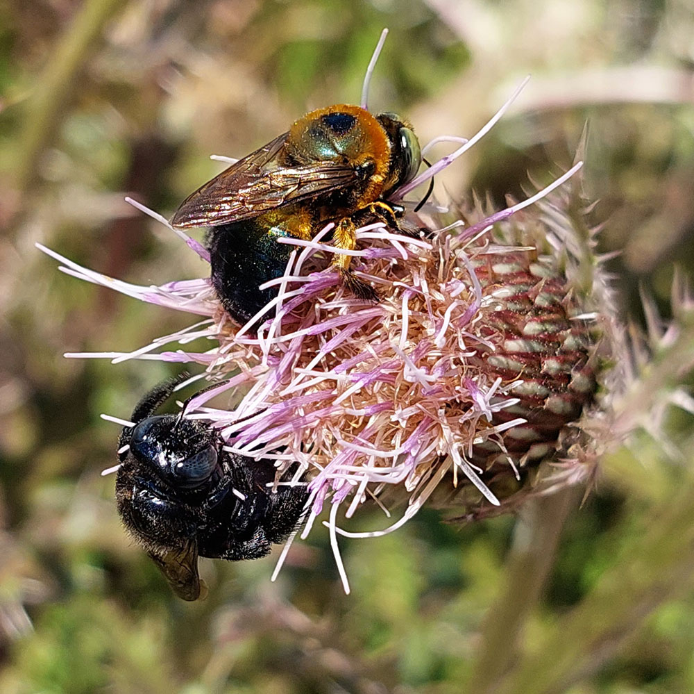Cirsium horridulum (Chadron) | Chickadee Natives