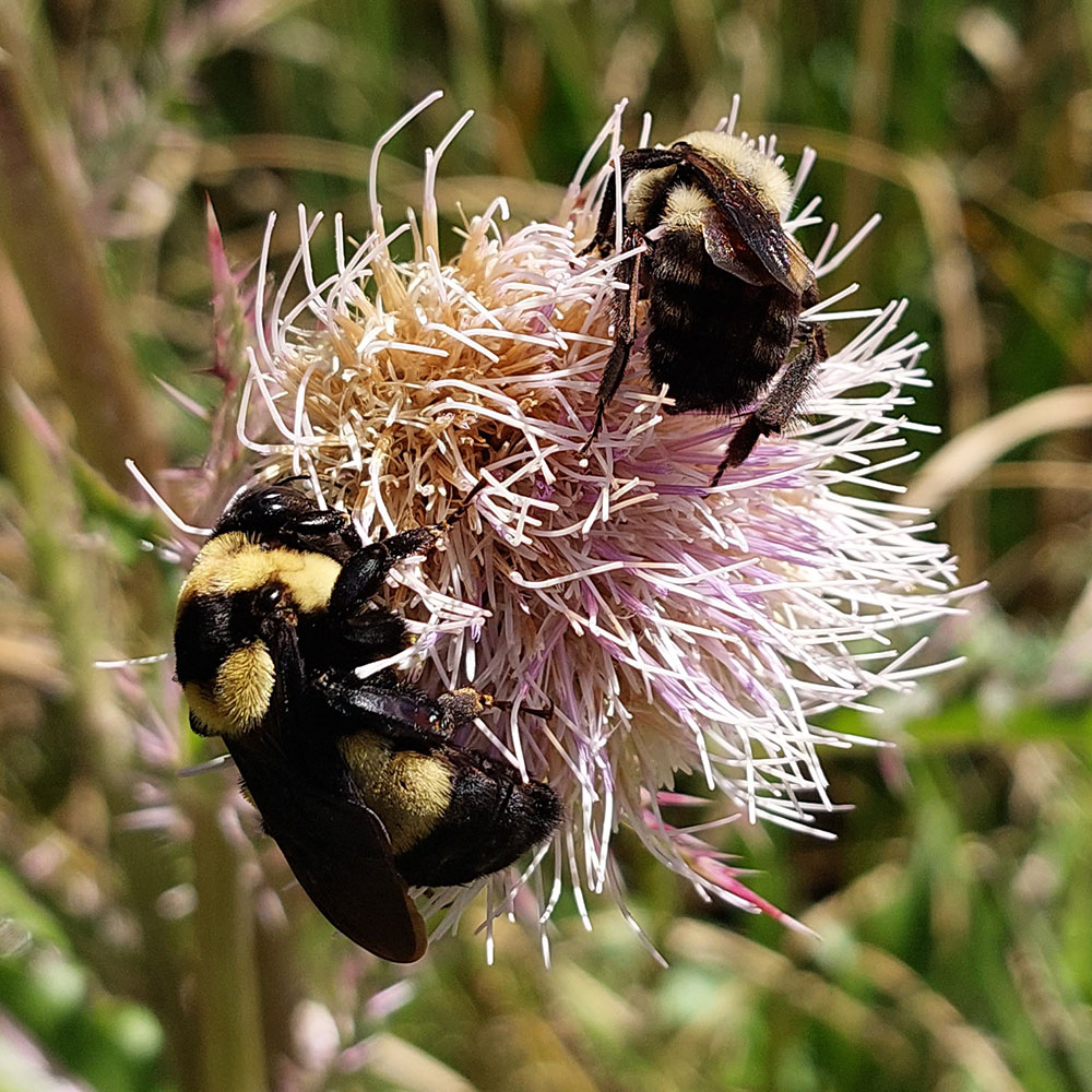 Cirsium horridulum (Chadron) | Chickadee Natives