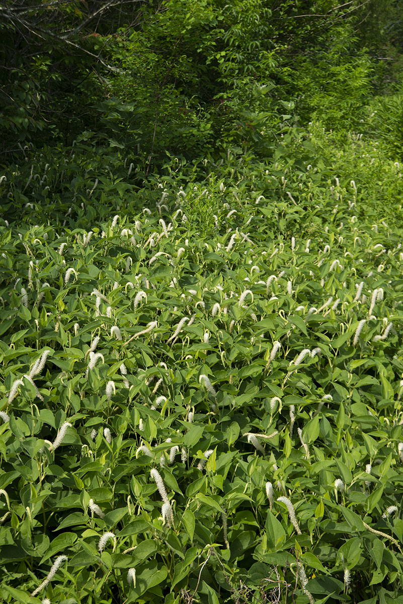 Saururus cernuus (Lizard's Tail) | Chickadee Natives