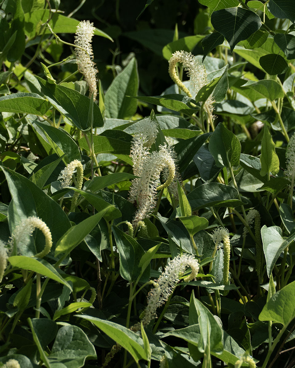 Saururus cernuus (Lizard's Tail) | Chickadee Natives